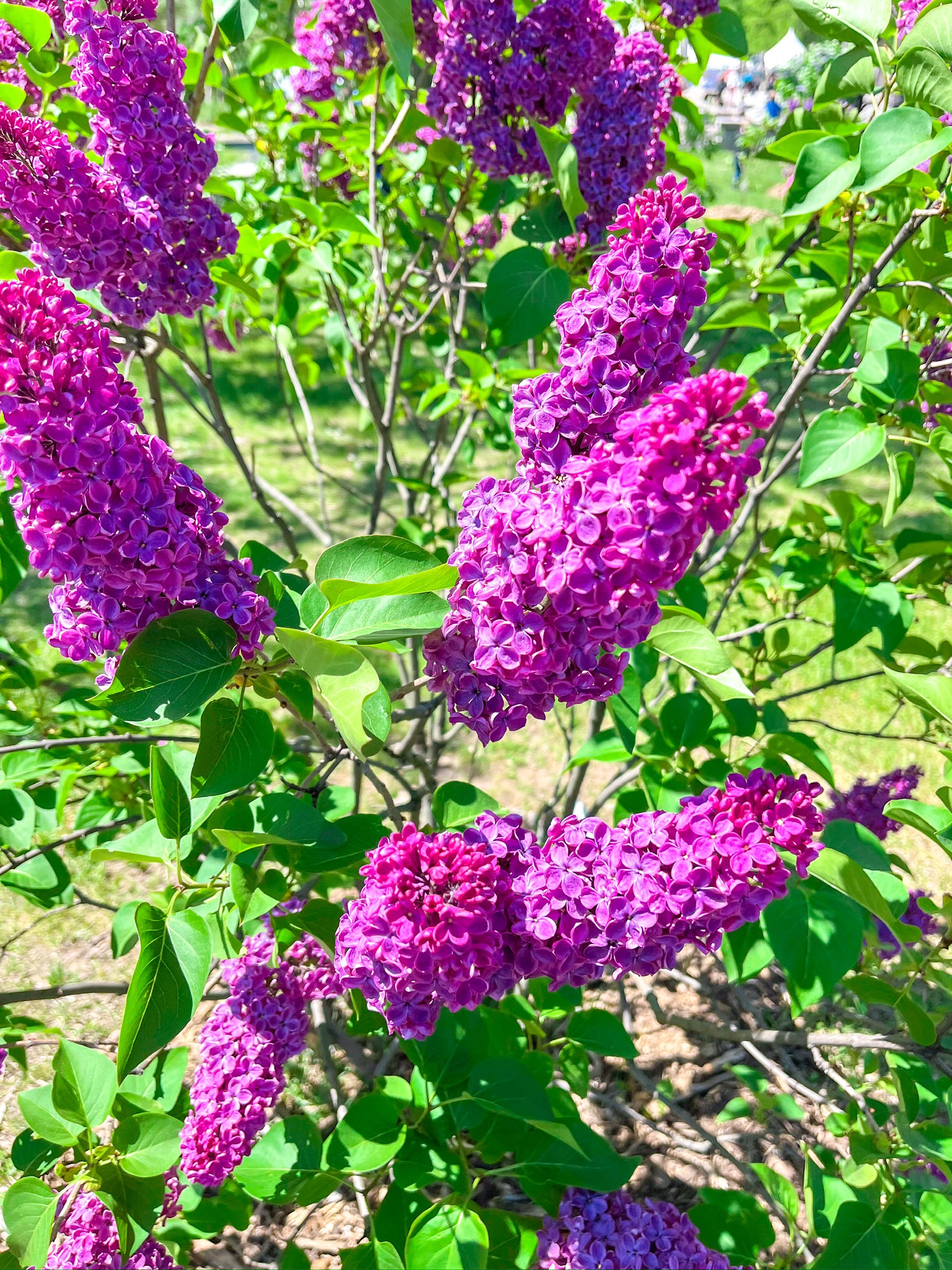 A Perfect Spring Morning in Rochester, NY - buffalo gal travels