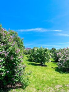 A Perfect Spring Morning in Rochester, NY - buffalo gal travels