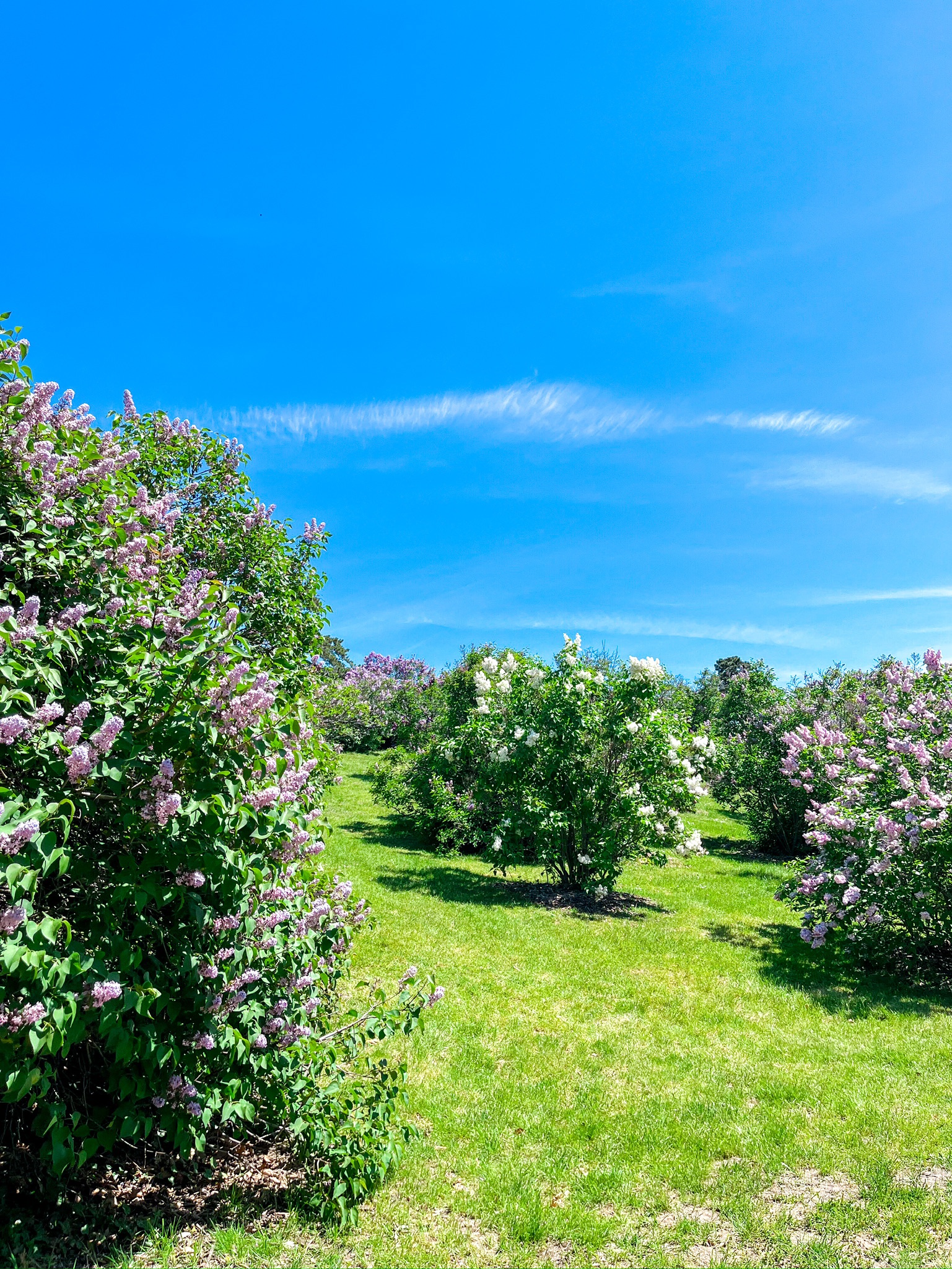 A Perfect Spring Morning in Rochester, NY - buffalo gal travels