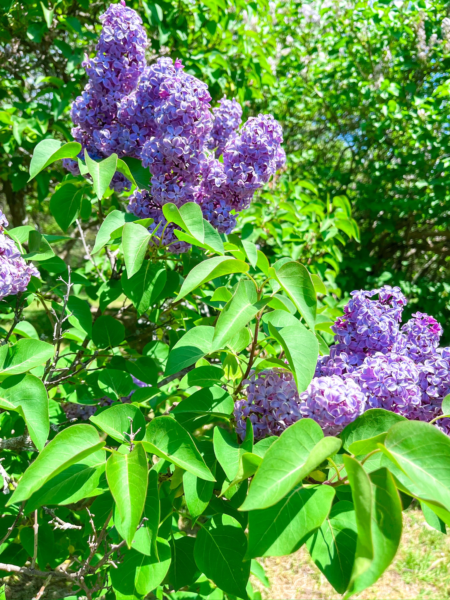 A Perfect Spring Morning in Rochester, NY - buffalo gal travels
